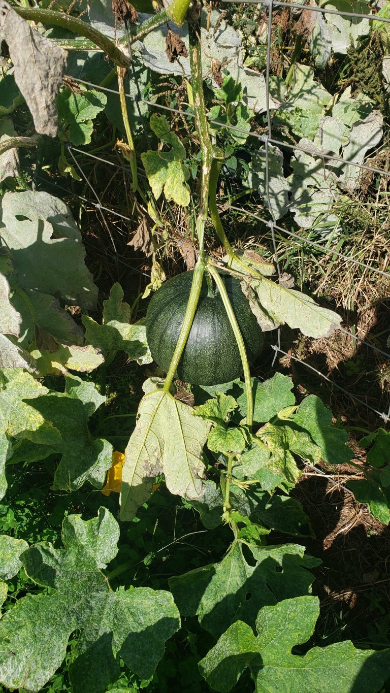 Temple Hall Pumpkin Patch – Geek Havok