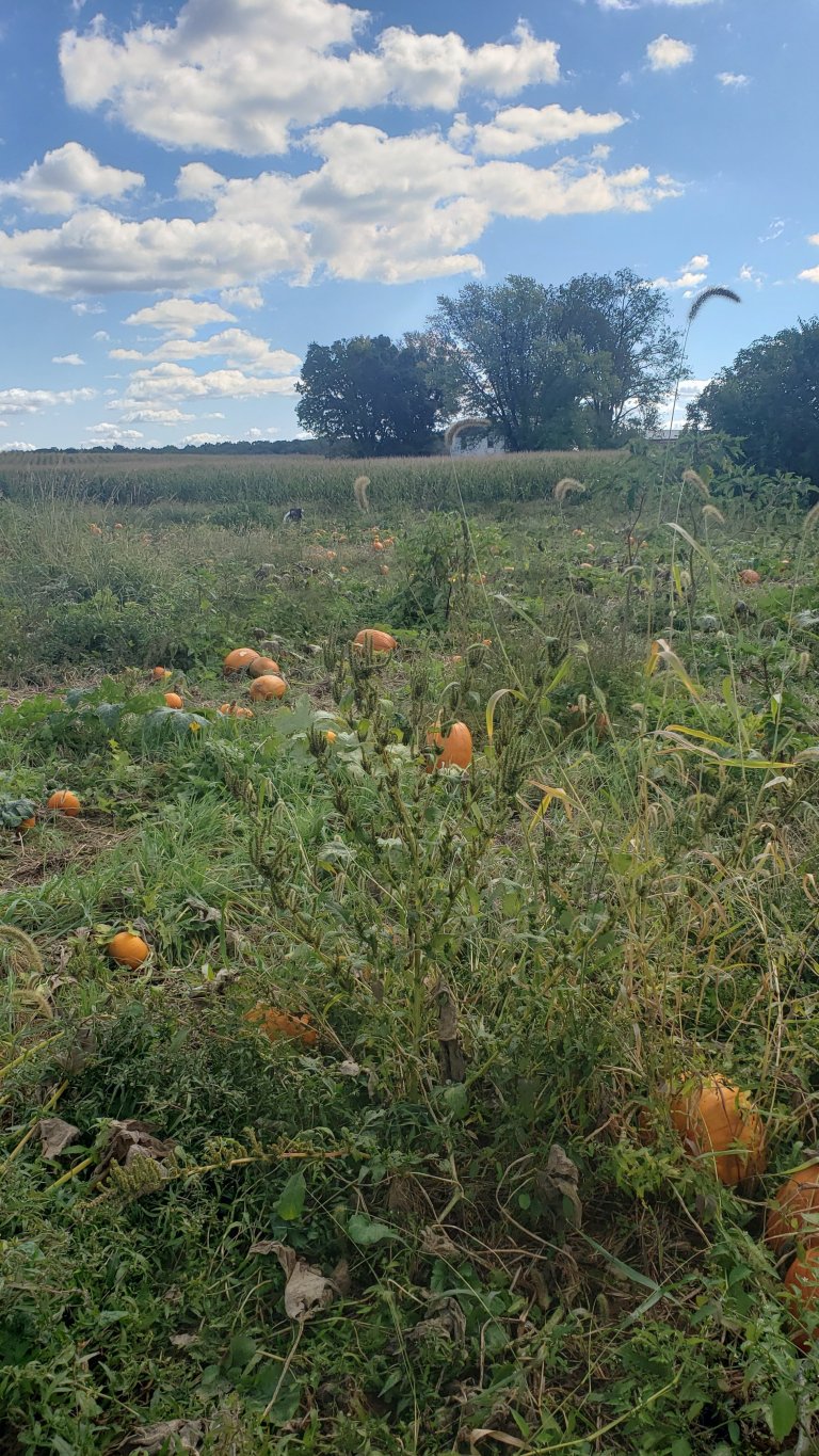 Temple Hall Pumpkin Patch – Geek Havok