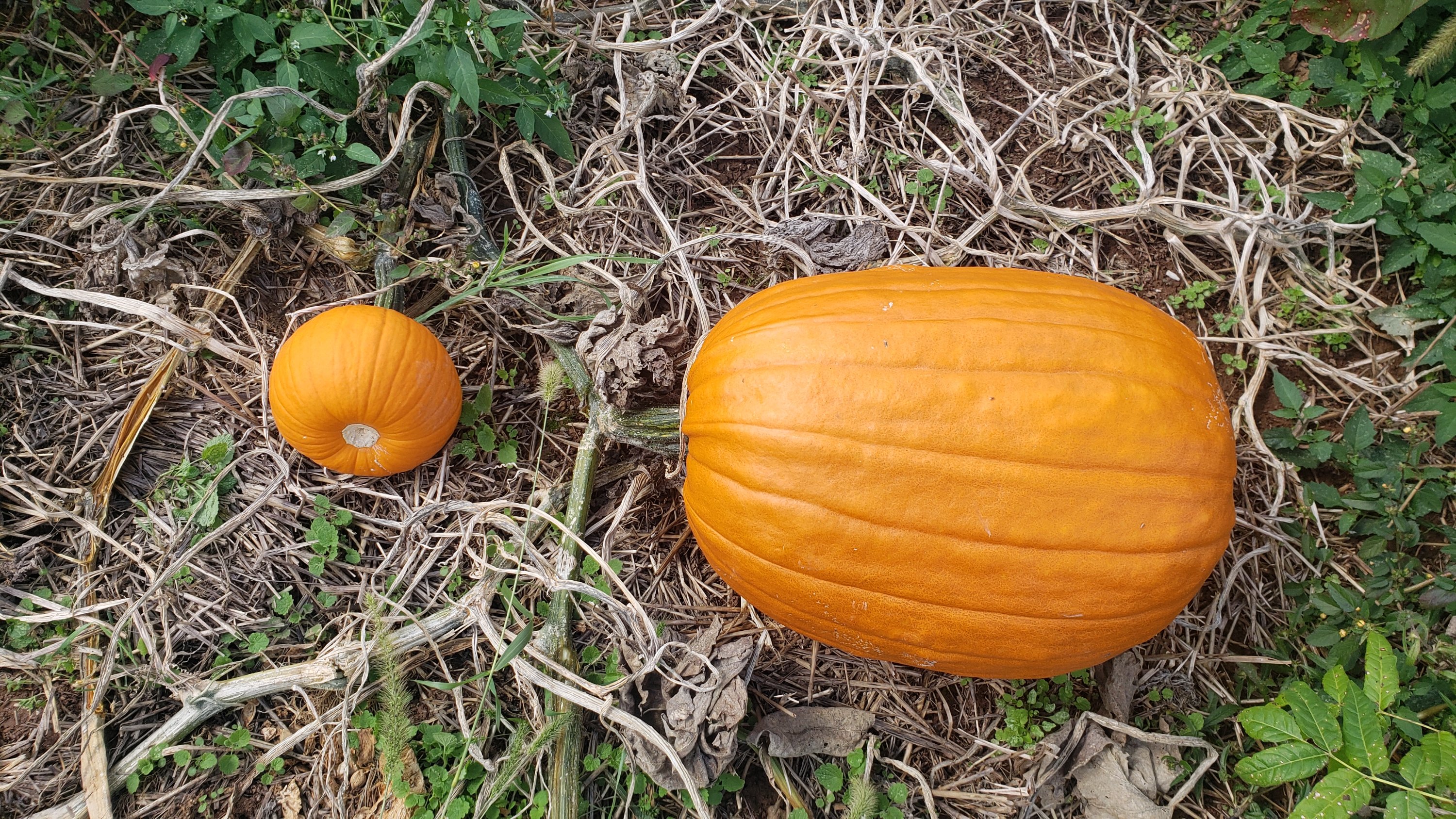 Temple Hall Pumpkin Patch – Geek Havok