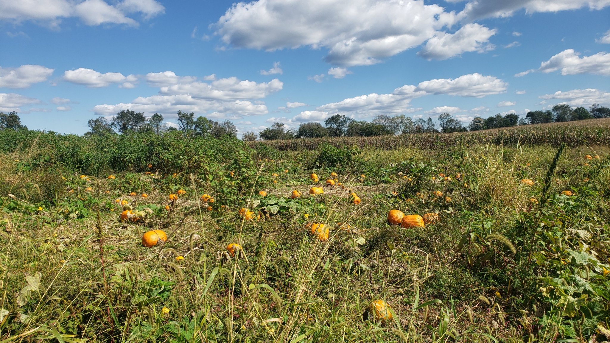 Temple Hall Pumpkin Patch – Geek Havok