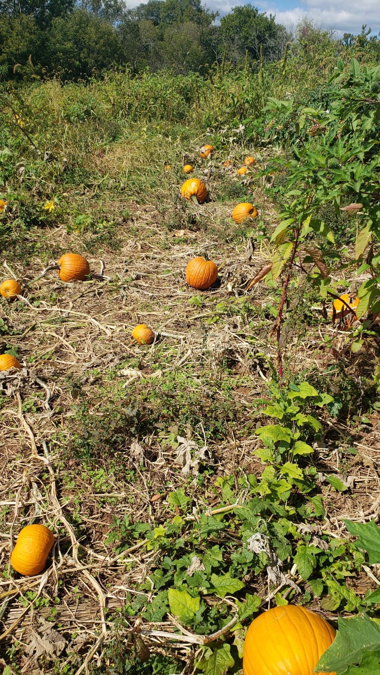 Temple Hall Pumpkin Patch – Geek Havok