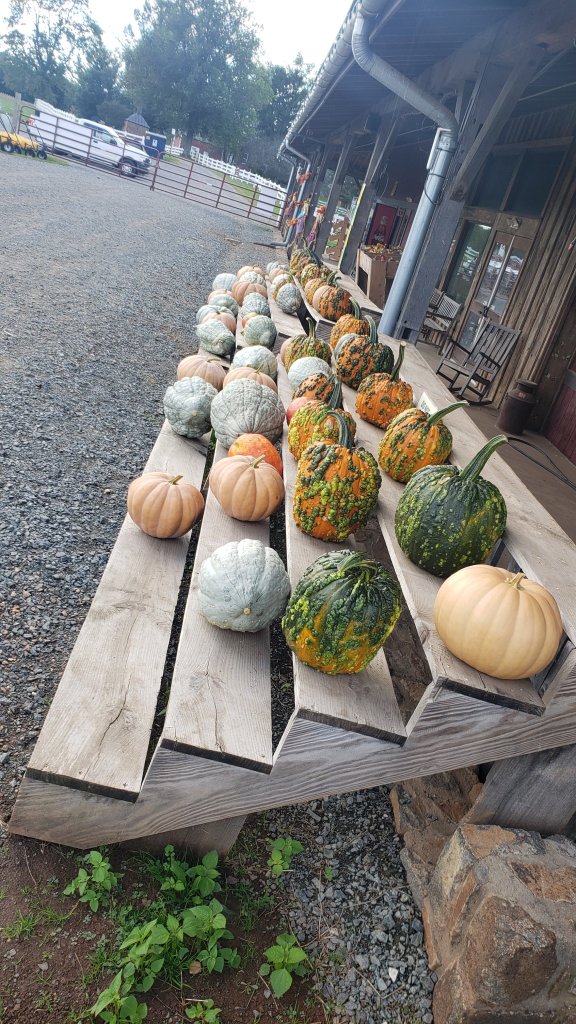 Temple Hall Pumpkin Patch – Geek Havok