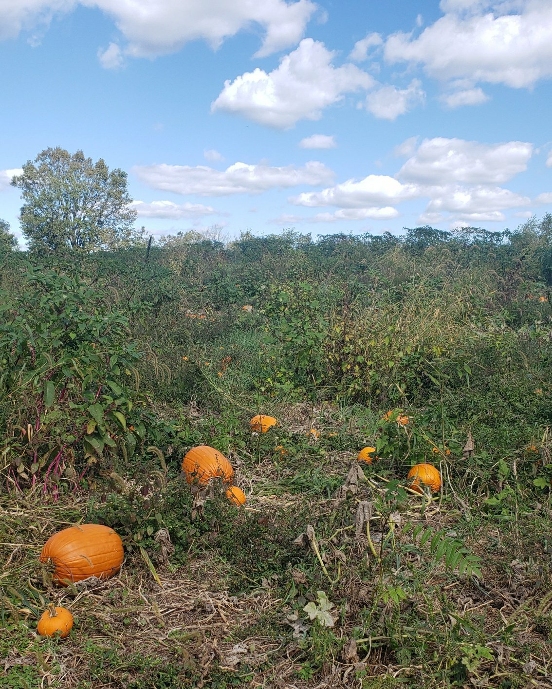 Temple Hall Pumpkin Patch – Geek Havok